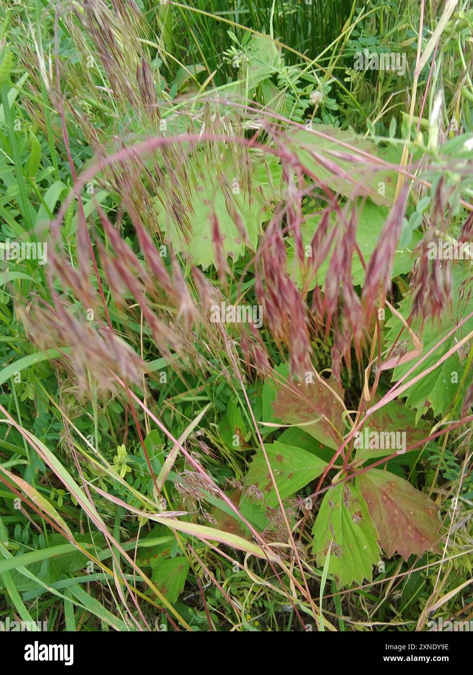 grasses (Poaceae) Plantae Stock Photo - Alamy