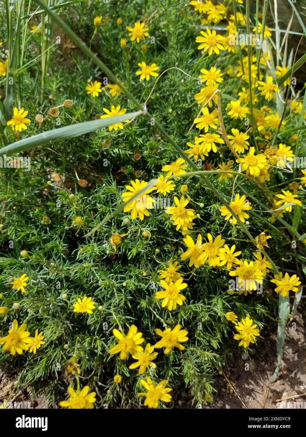 Parralena (Thymophylla pentachaeta) Plantae Stock Photo - Alamy