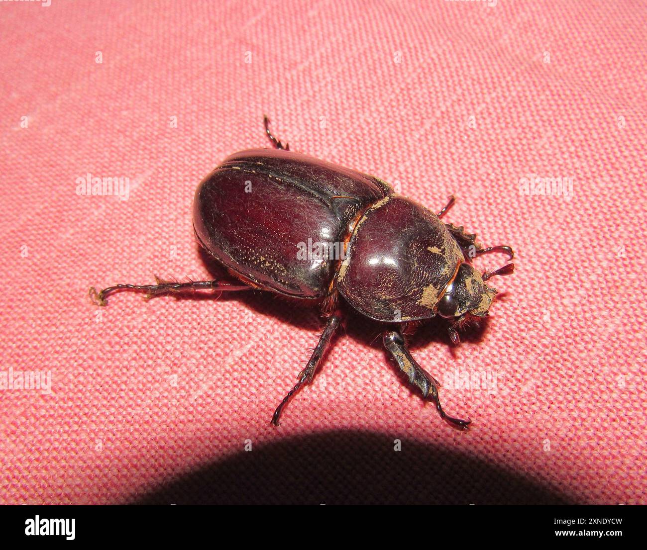 Strategus hi-res stock photography and images - Alamy