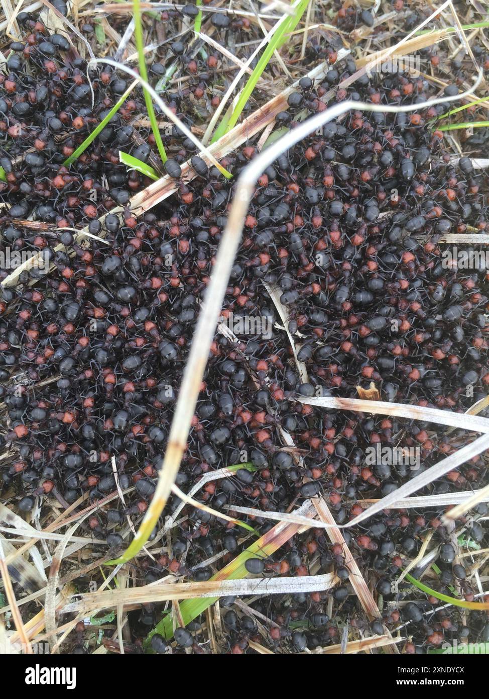 Western Thatching Ant (Formica obscuripes) Insecta Stock Photo - Alamy