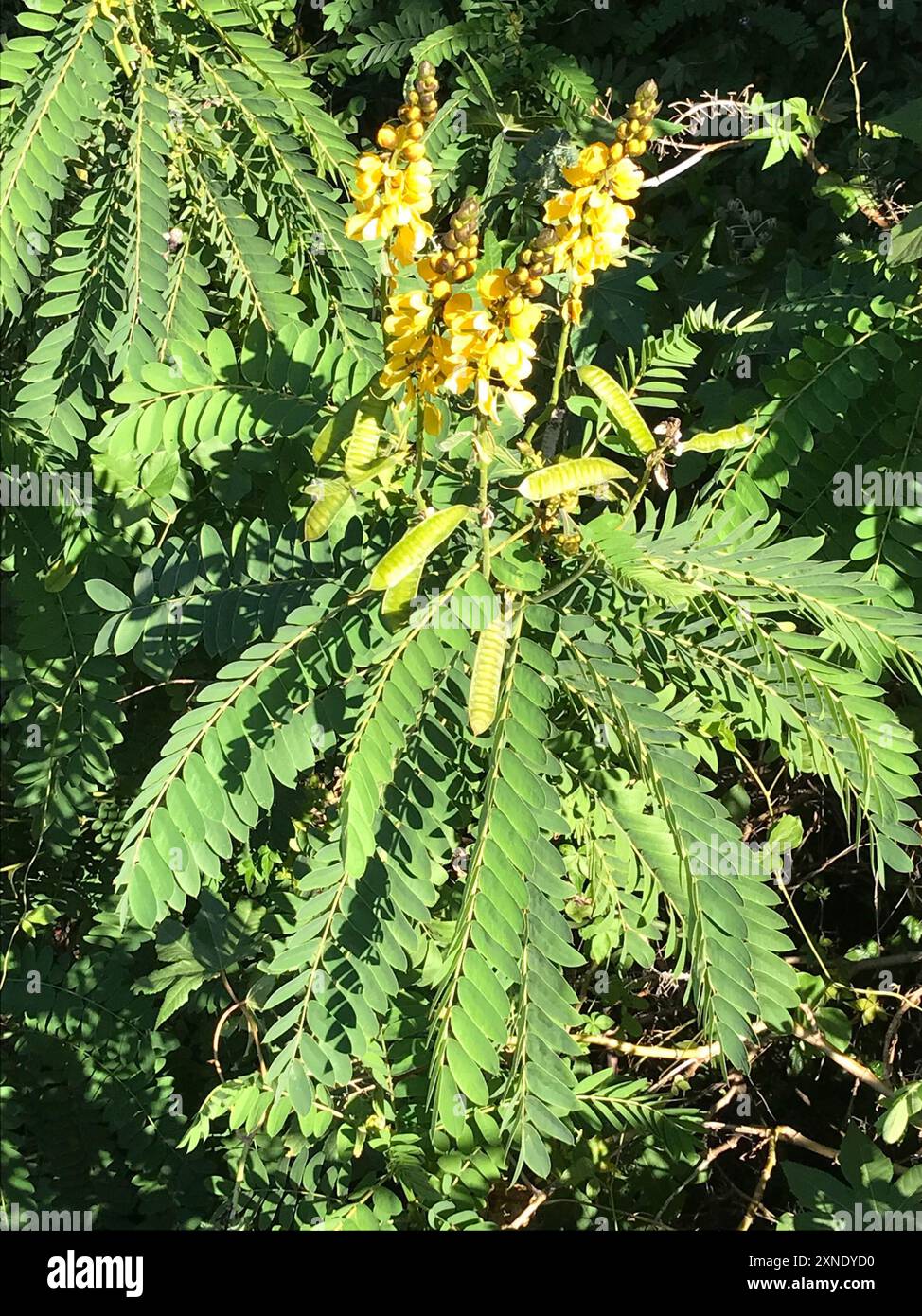 Peanut-Butter Cassia (Senna didymobotrya) Plantae Stock Photo - Alamy