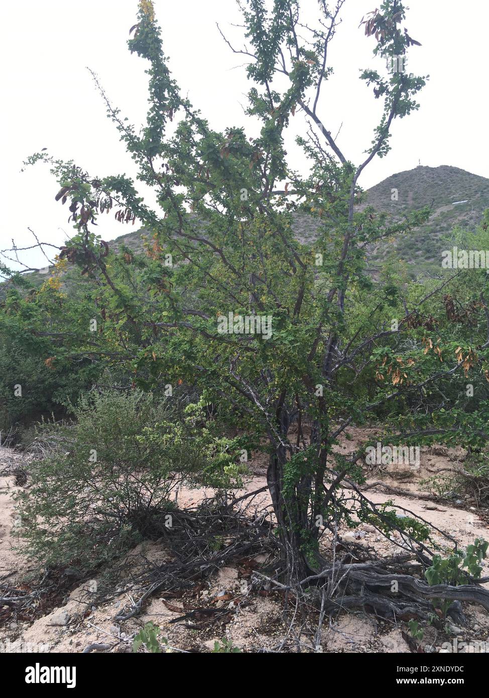 Mexican logwood (Haematoxylum brasiletto) Plantae Stock Photo - Alamy