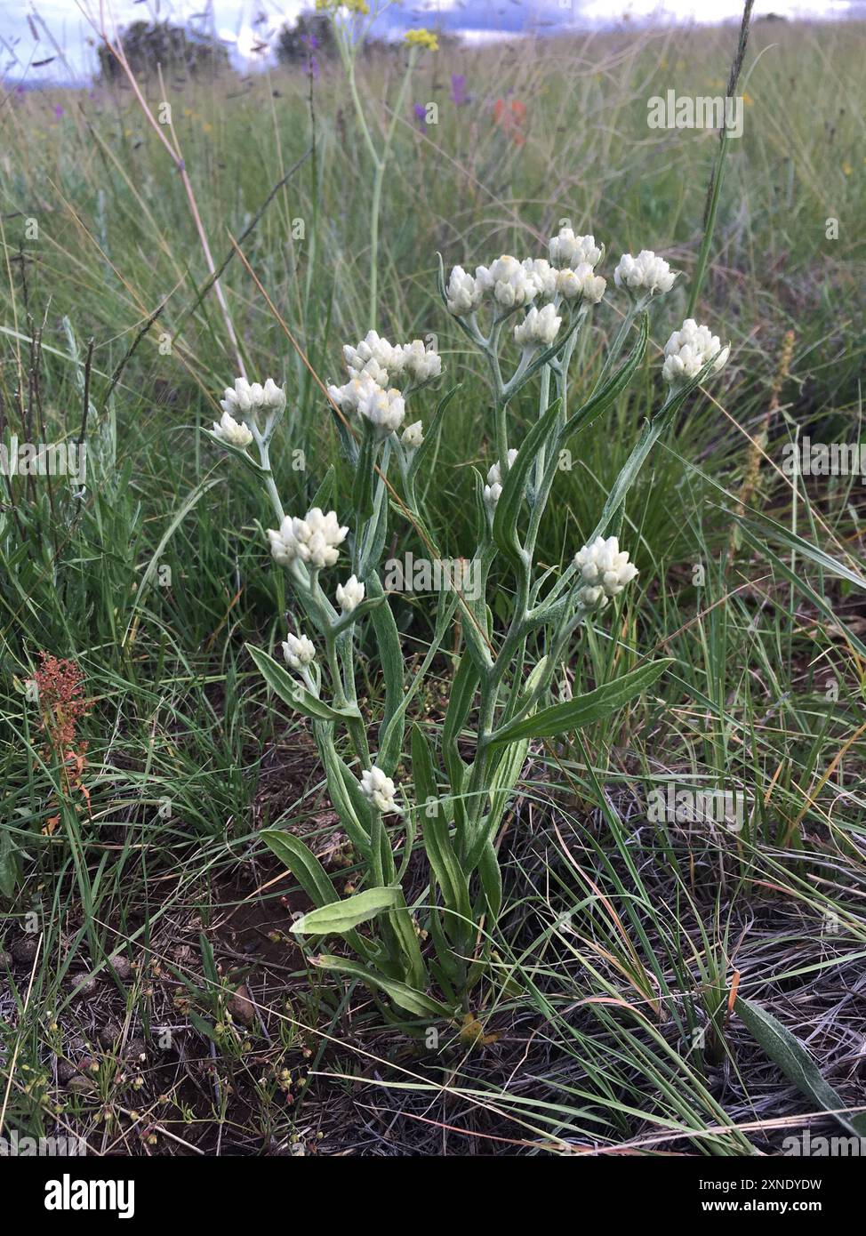 rabbit-tobaccos (Pseudognaphalium) Plantae Stock Photo - Alamy