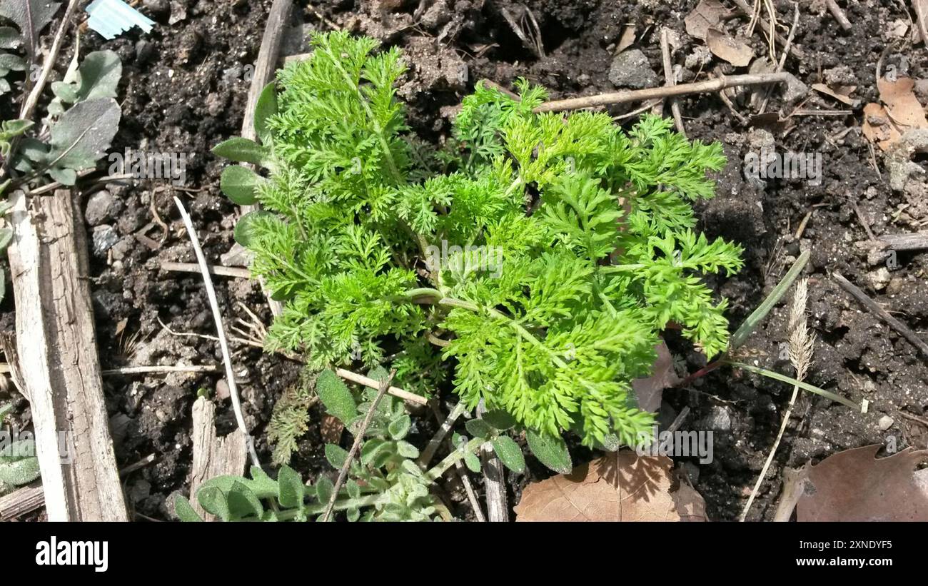 sweet annie (Artemisia annua) Plantae Stock Photo - Alamy