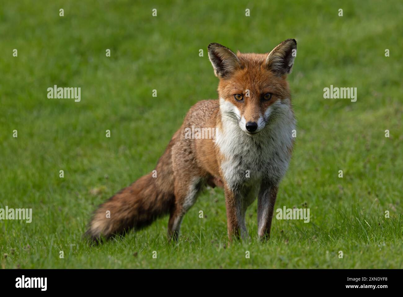 April fox hi-res stock photography and images - Alamy