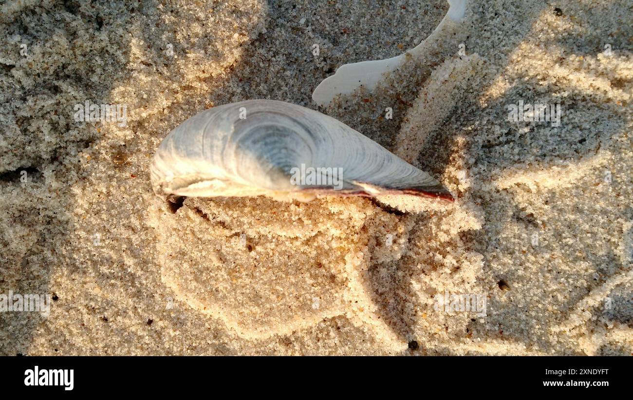 Northern Quahog (Mercenaria mercenaria) Mollusca Stock Photo - Alamy