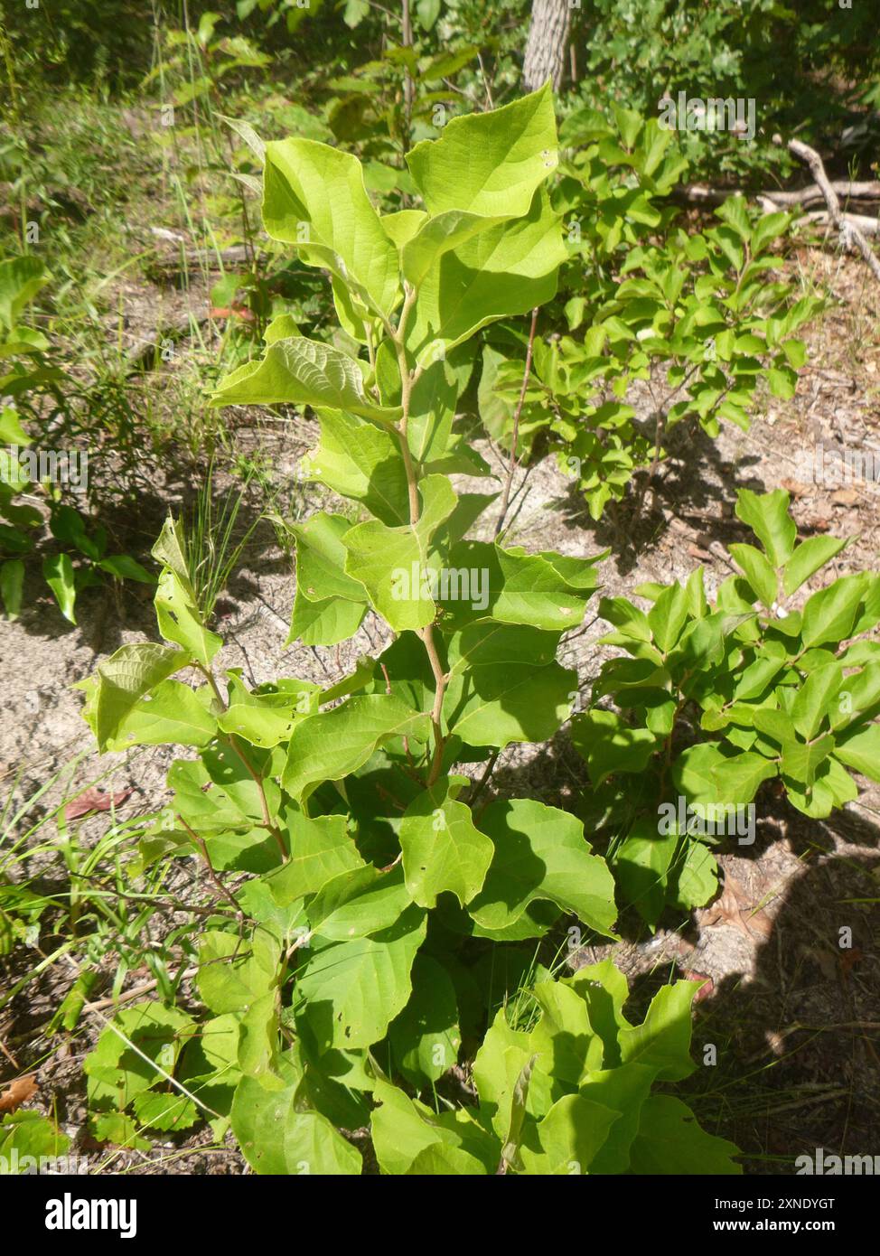 Bigleaf Snowbell (Styrax grandifolius) Plantae Stock Photo - Alamy