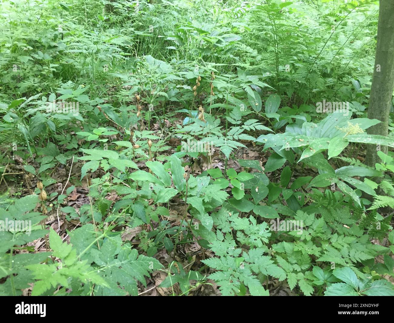 putty root (Aplectrum hyemale) Plantae Stock Photo - Alamy
