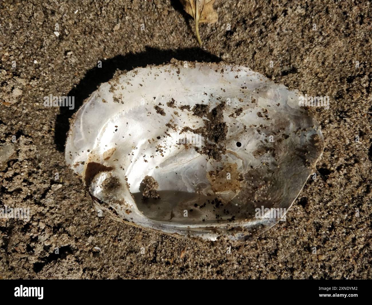 Three-ridge Mussel (Amblema plicata) Mollusca Stock Photo - Alamy