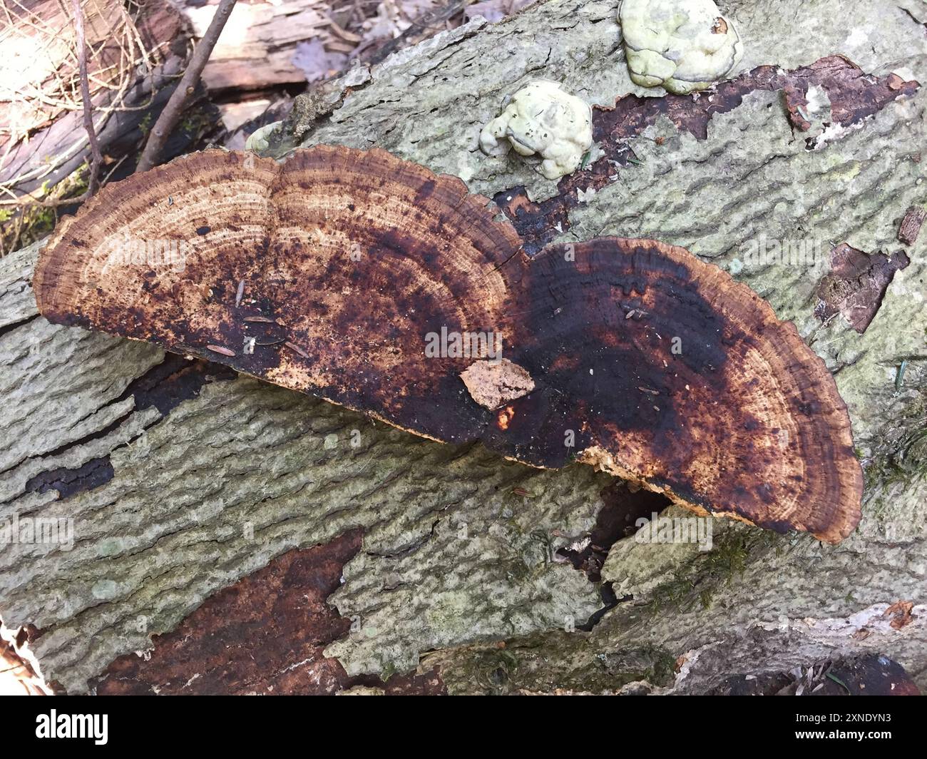 Thin-walled Maze Polypore (Daedaleopsis confragosa) Fungi Stock Photo - Alamy
