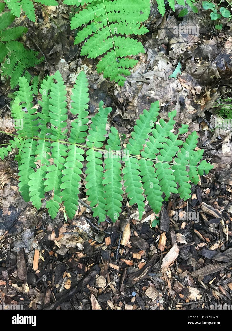 interrupted fern (Osmunda claytoniana) Plantae Stock Photo - Alamy