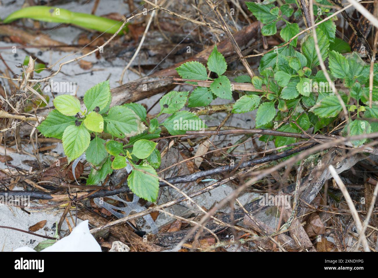 lantanas (Lantana) Plantae Stock Photo - Alamy