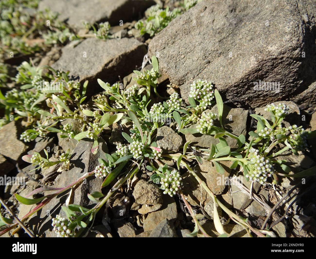 Strapwort (Corrigiola litoralis) Plantae Stock Photo - Alamy