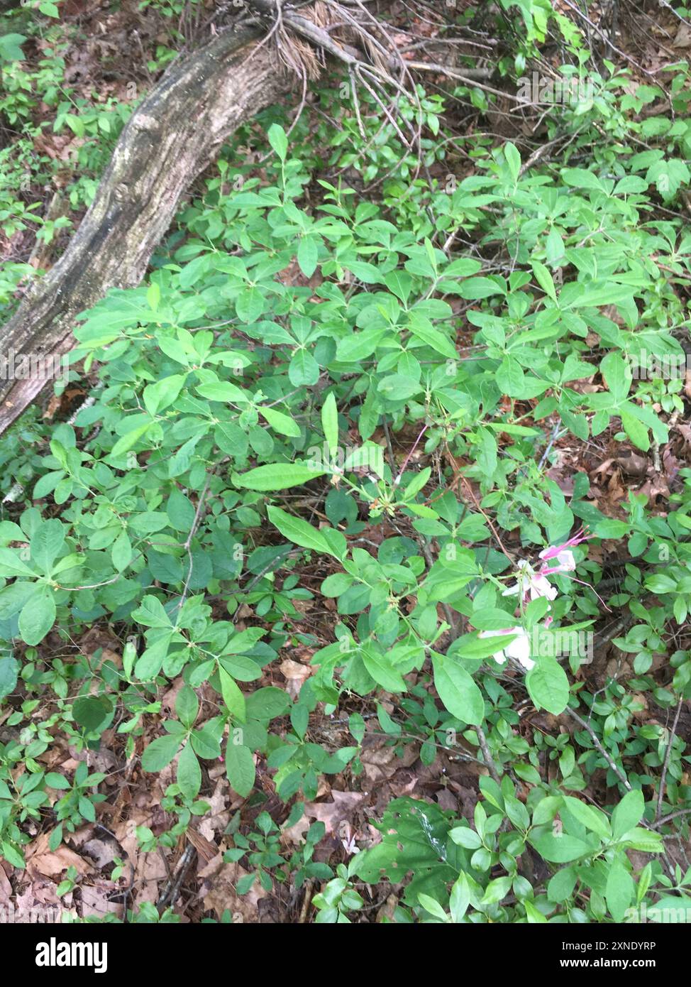Pinxter Flower (Rhododendron periclymenoides) Plantae Stock Photo - Alamy
