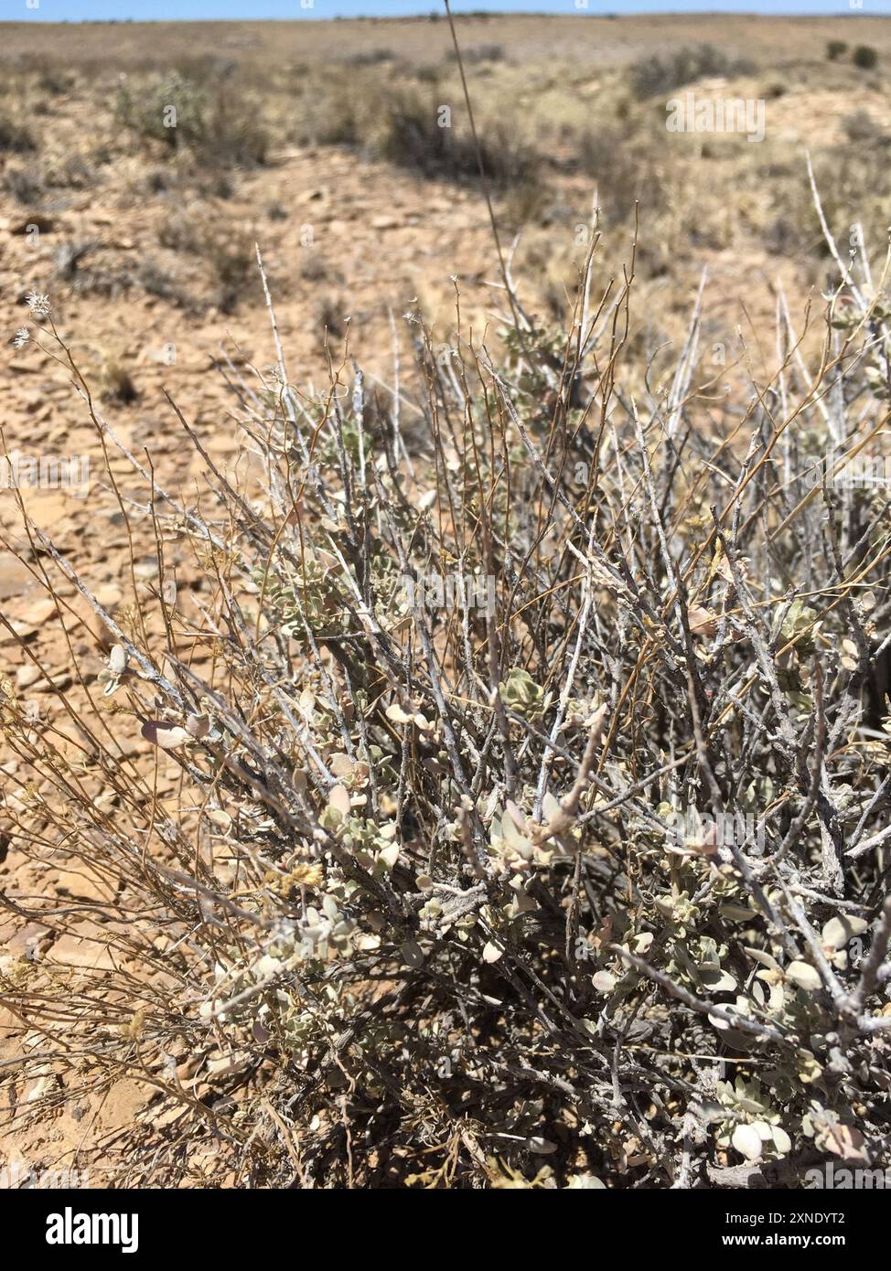 Shadscale Saltbush (Atriplex confertifolia) Plantae Stock Photo - Alamy