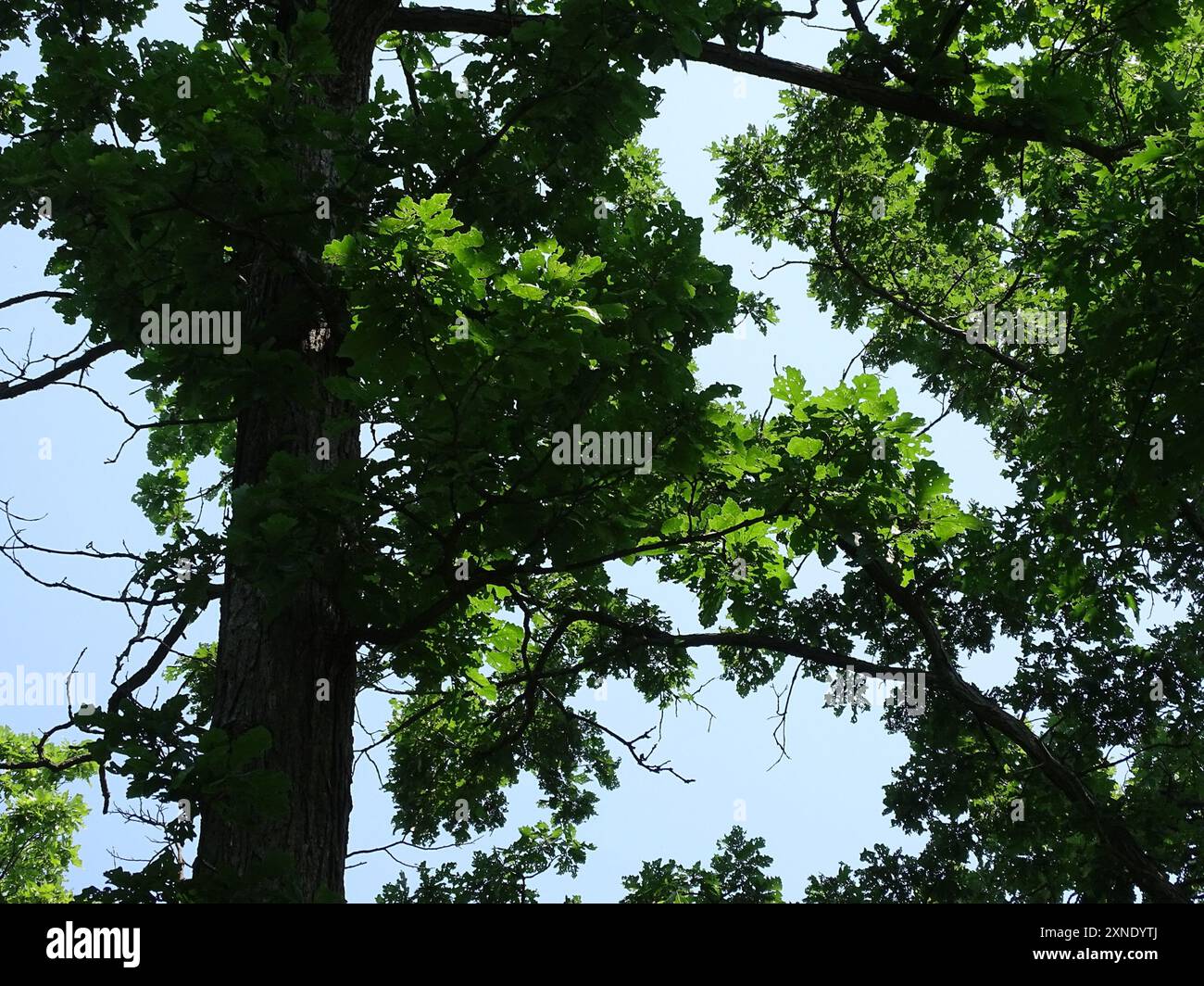 bur oak (Quercus macrocarpa) Plantae Stock Photo - Alamy
