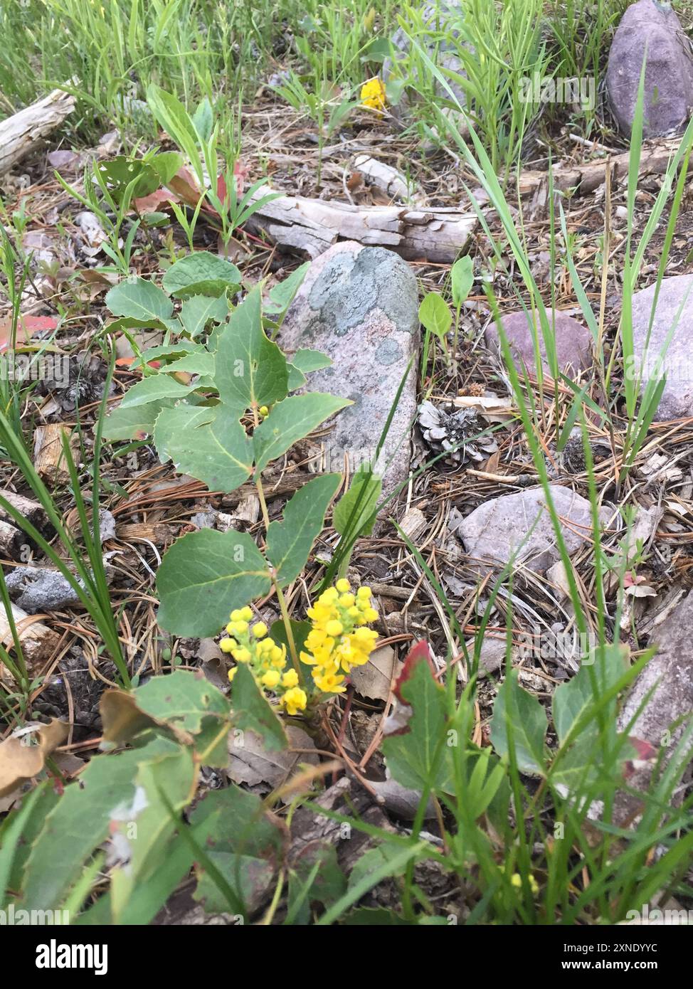 creeping mahonia (Berberis repens) Plantae Stock Photo - Alamy