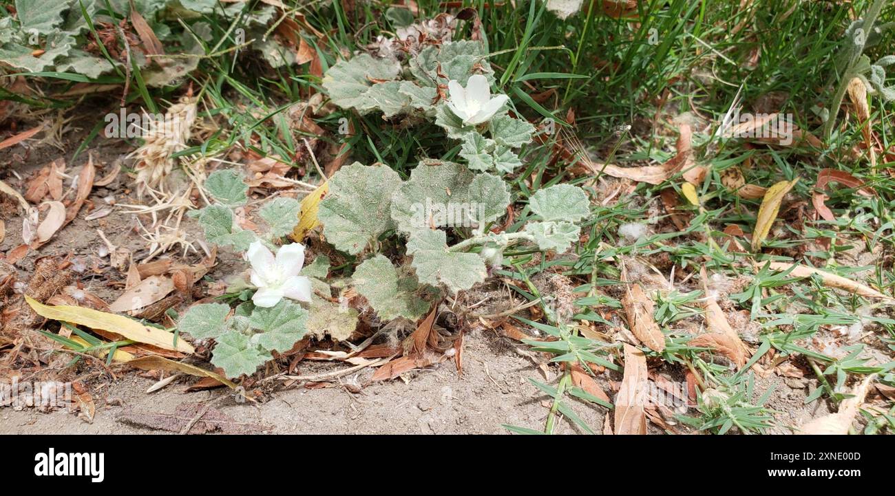 alkali mallow (Malvella leprosa) Plantae Stock Photo - Alamy