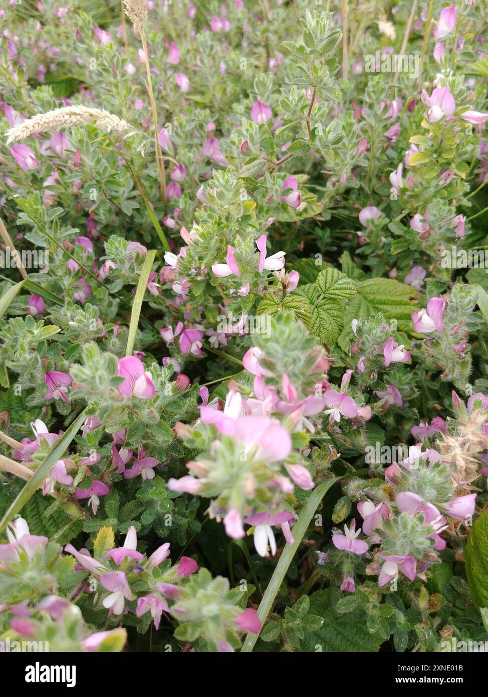 common restharrow (Ononis spinosa procurrens) Plantae Stock Photo - Alamy