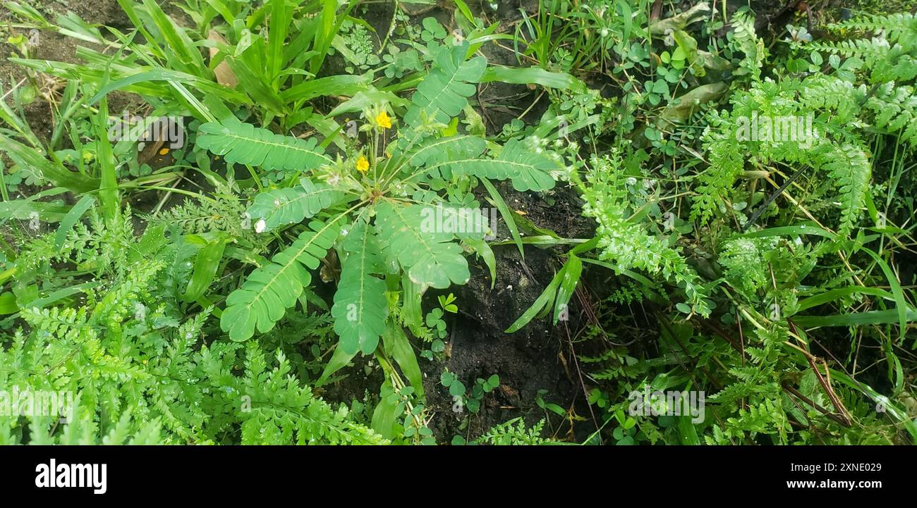 little tree plant (Biophytum sensitivum) Plantae Stock Photo - Alamy