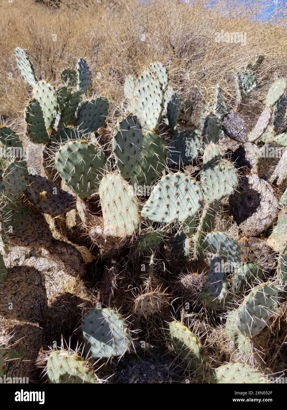 Prickly Pears (Opuntia) Plantae Stock Photo - Alamy