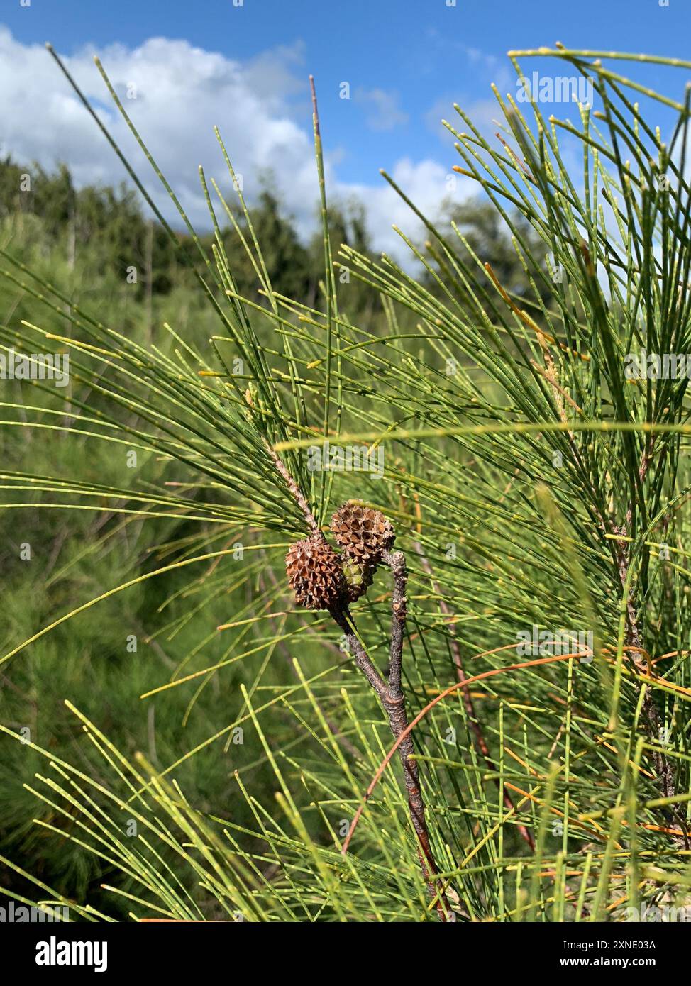 Beach Sheoak (Casuarina equisetifolia) Plantae Stock Photo - Alamy
