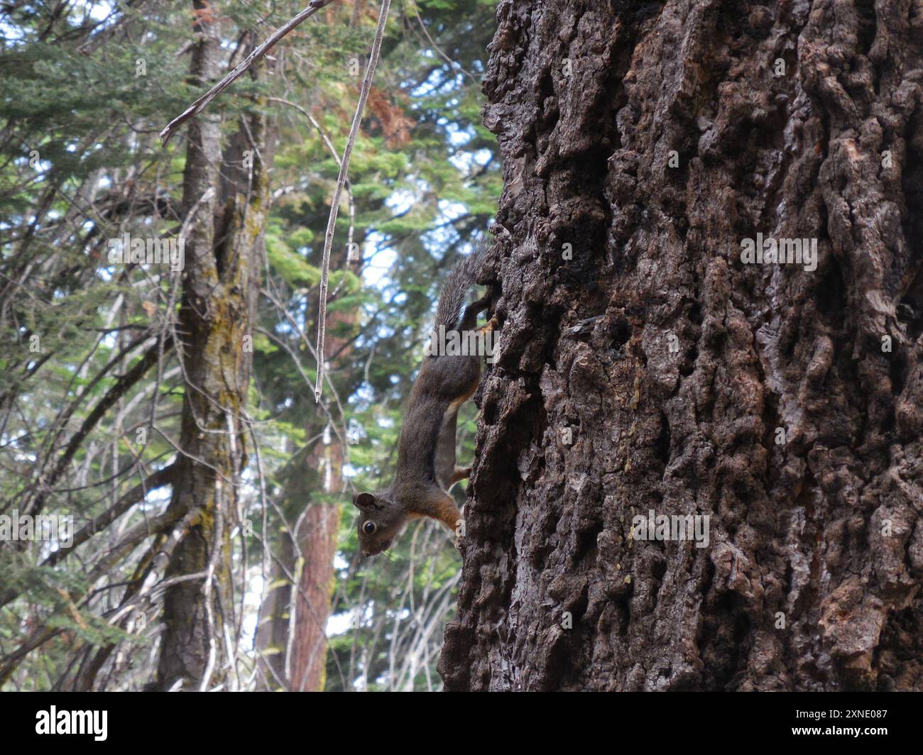 Douglas' Squirrel (Tamiasciurus douglasii) Mammalia Stock Photo - Alamy