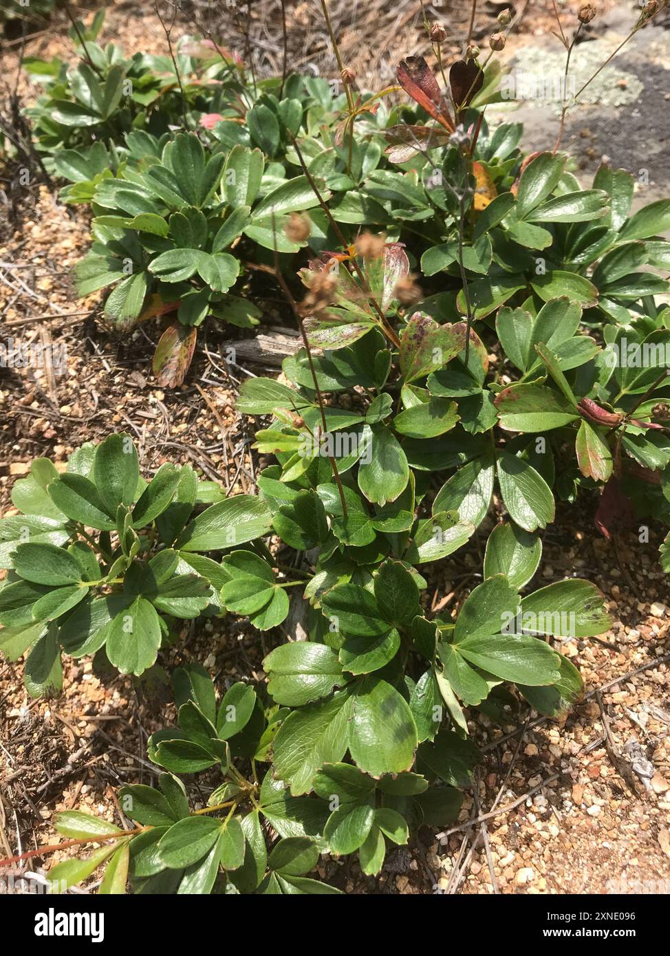 three-toothed cinquefoil (Sibbaldiopsis tridentata) Plantae Stock Photo ...
