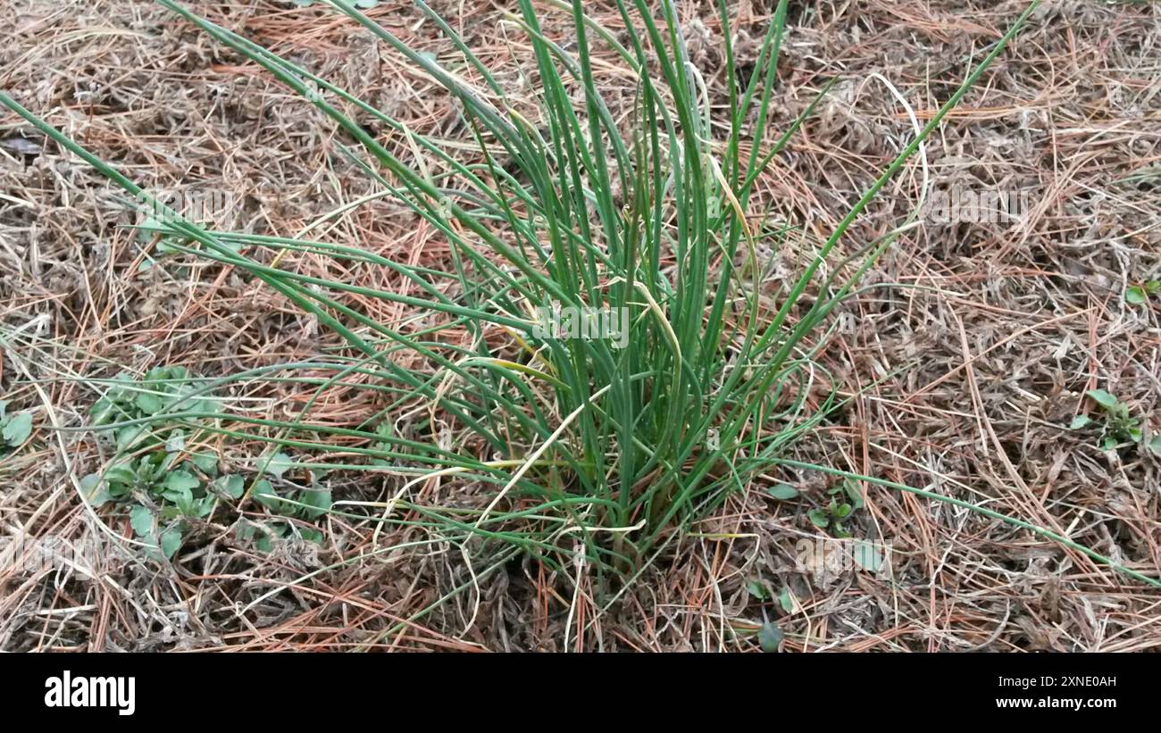 wild garlic (Allium vineale) Plantae Stock Photo - Alamy