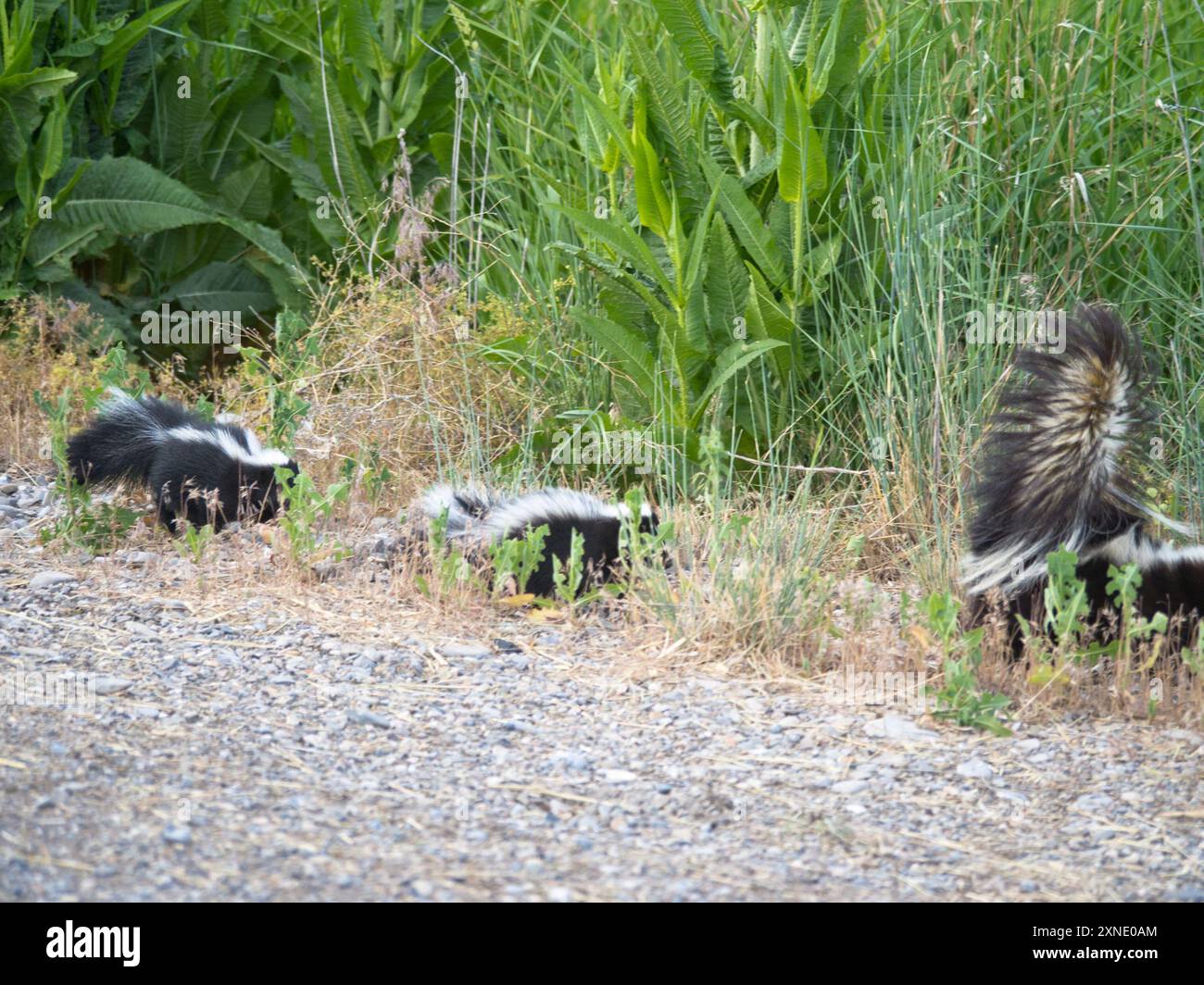 Striped Skunk (Mephitis mephitis) Mammalia Stock Photo - Alamy