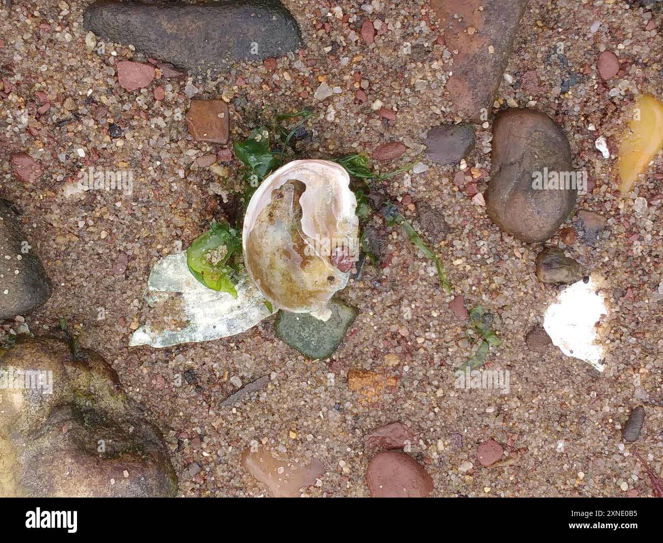 Common Atlantic Slippersnail (Crepidula fornicata) Mollusca Stock Photo ...