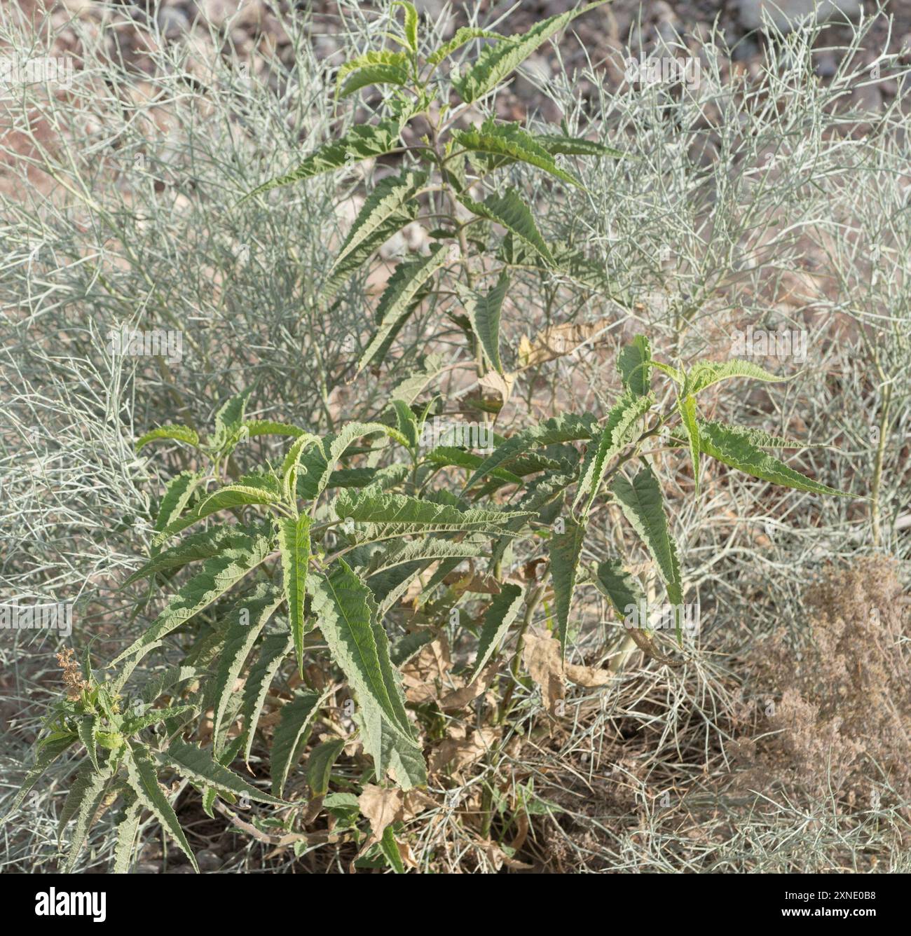 Big Bursage (Ambrosia ambrosioides) Plantae Stock Photo - Alamy