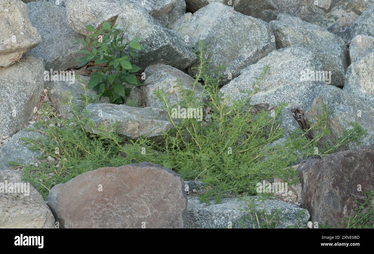 procumbent pigweed (Amaranthus blitoides) Plantae Stock Photo - Alamy
