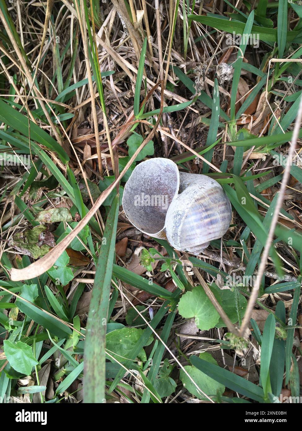 Apple Snails (Ampullariidae) Mollusca Stock Photo - Alamy