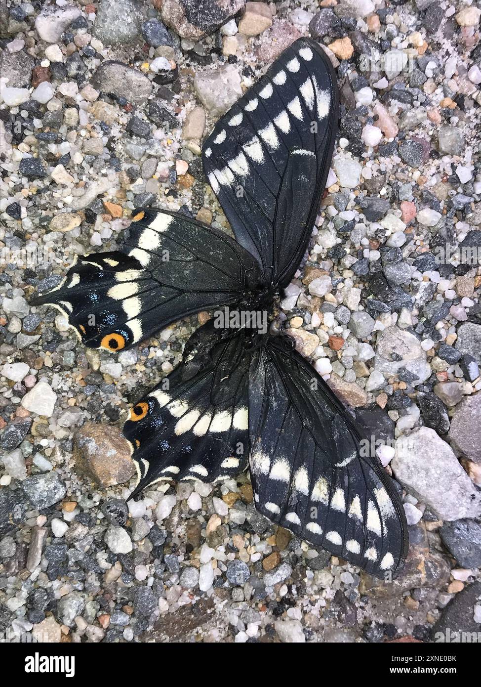 (Papilio indra indra) Insecta Stock Photo - Alamy
