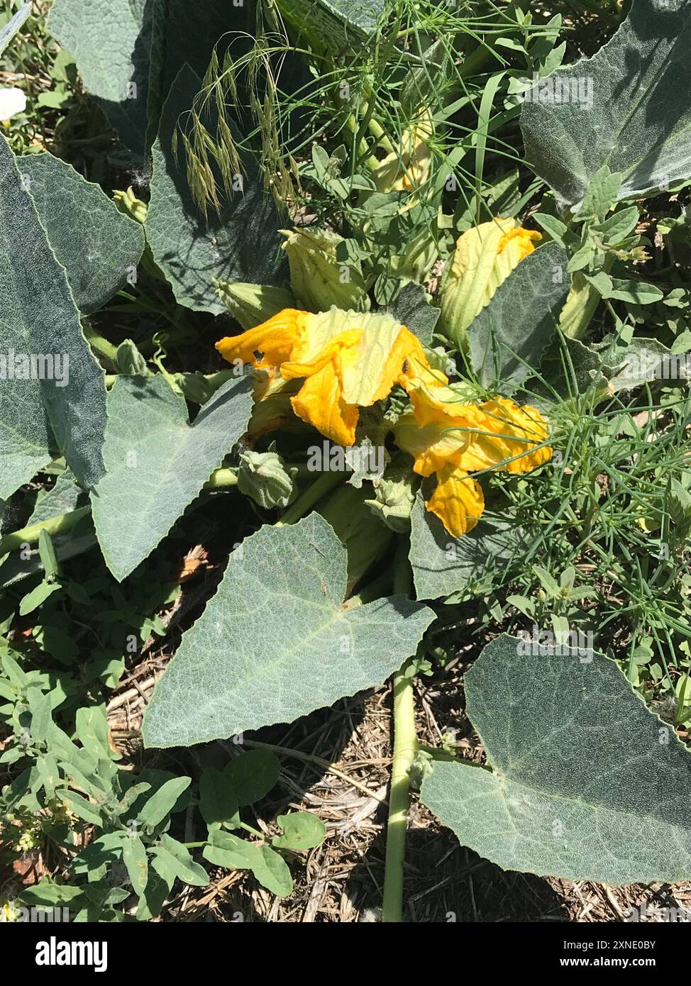 Buffalo Gourd (Cucurbita foetidissima) Plantae Stock Photo - Alamy