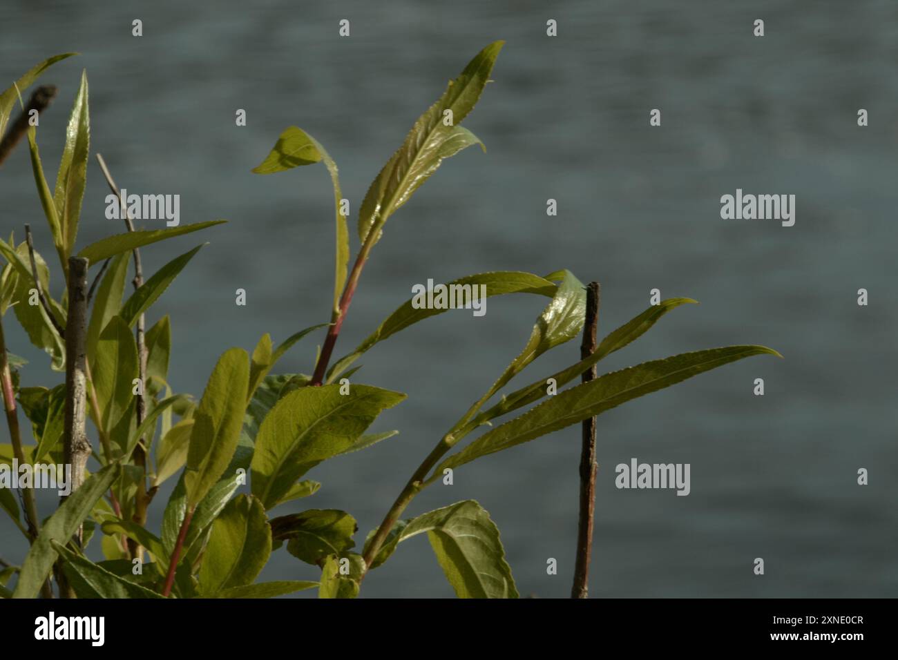 Bird Cherry / Prunus Padus (No buds Stock Photo - Alamy