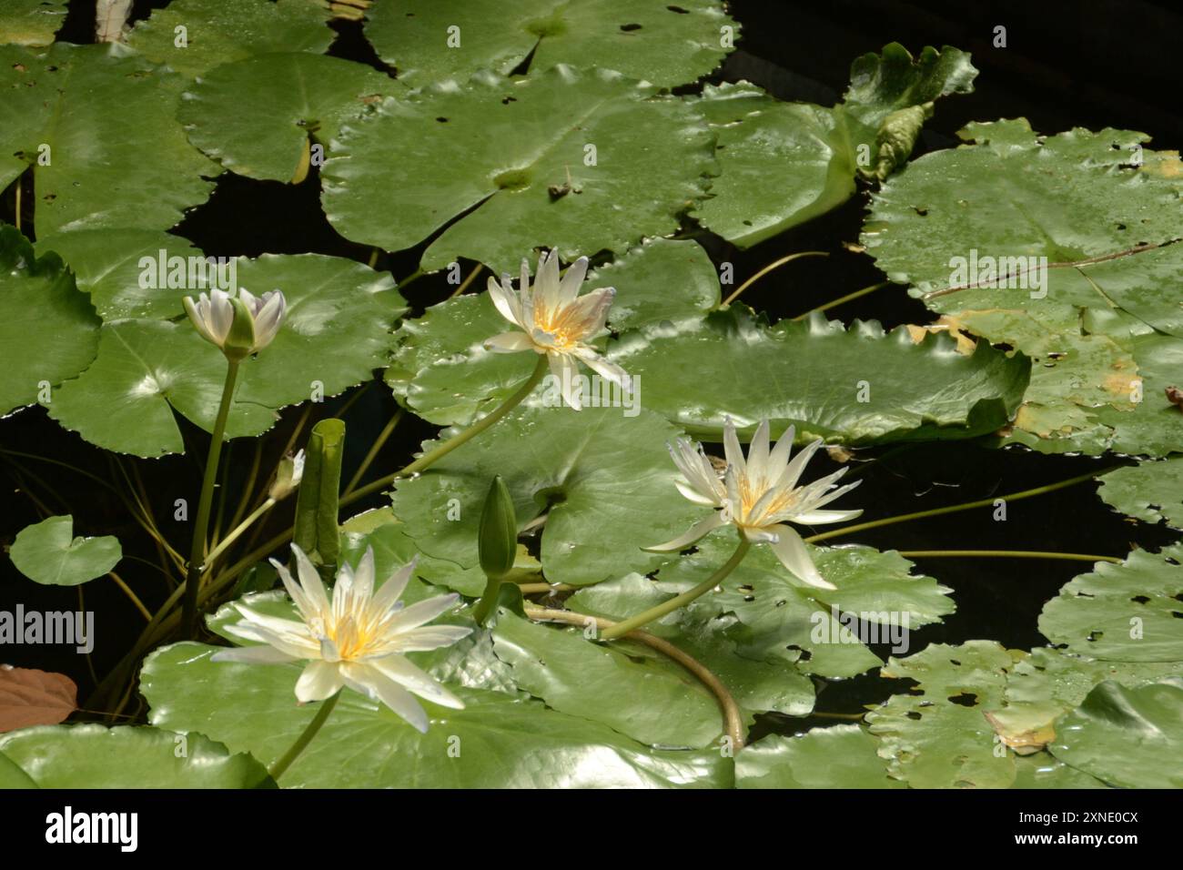 White Water Lilies / Nymphaeaceae Stock Photo - Alamy