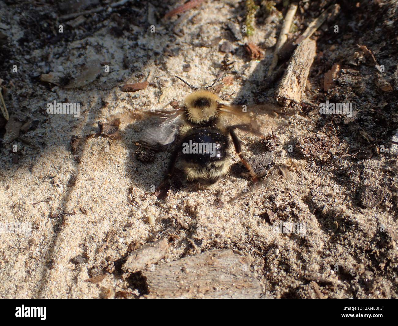 Yellowish Cuckoo Bumble bee (Bombus flavidus) Insecta Stock Photo - Alamy