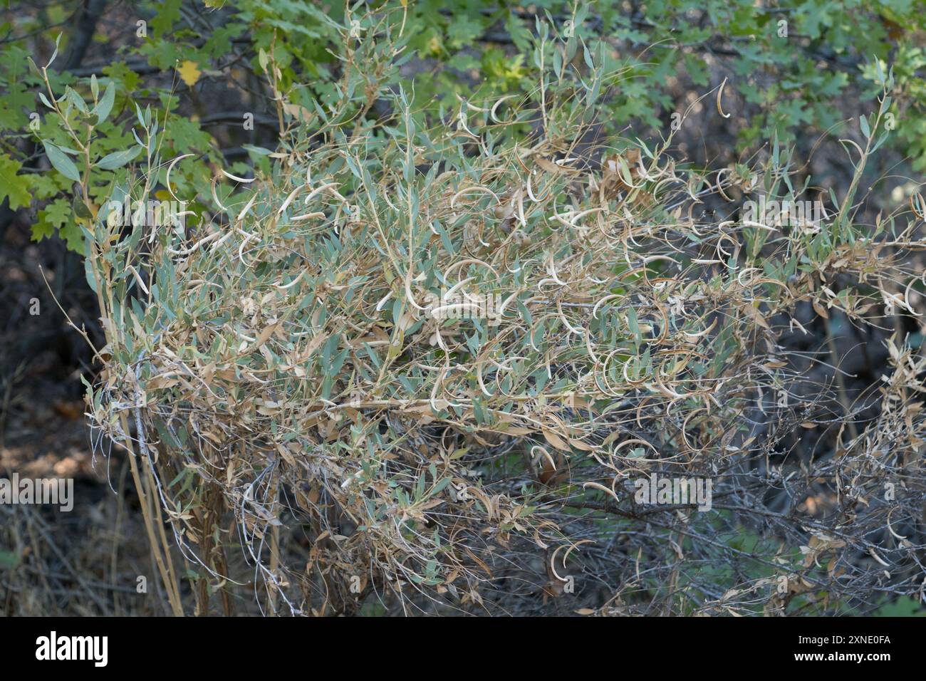 Bush Poppy (Dendromecon rigida) Plantae Stock Photo - Alamy