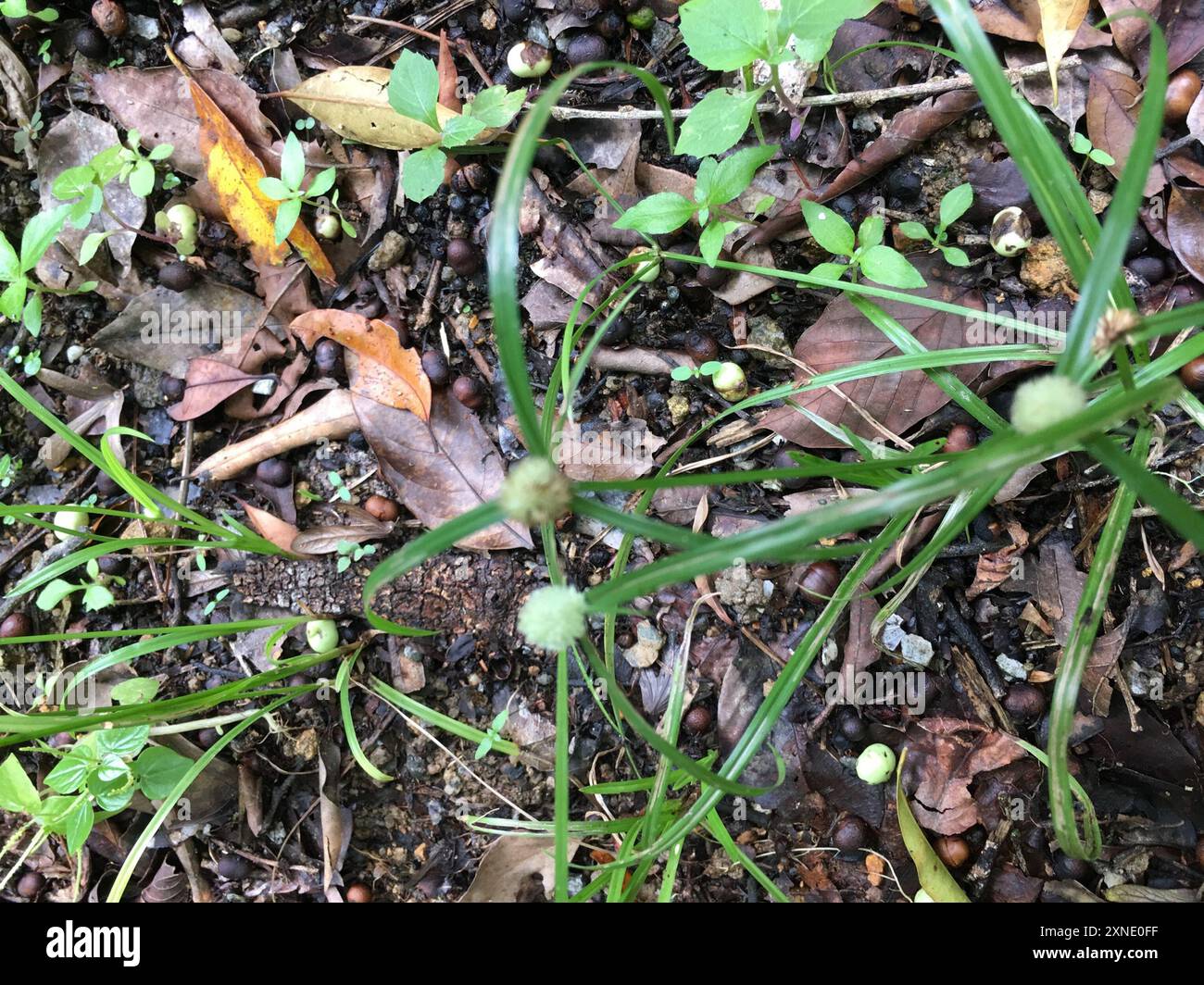 Shortleaf Spikesedge (Cyperus brevifolius) Plantae Stock Photo - Alamy