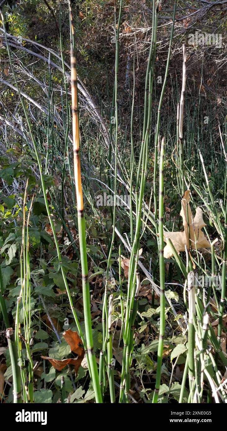 rough horsetail (Equisetum hyemale) Plantae Stock Photo - Alamy
