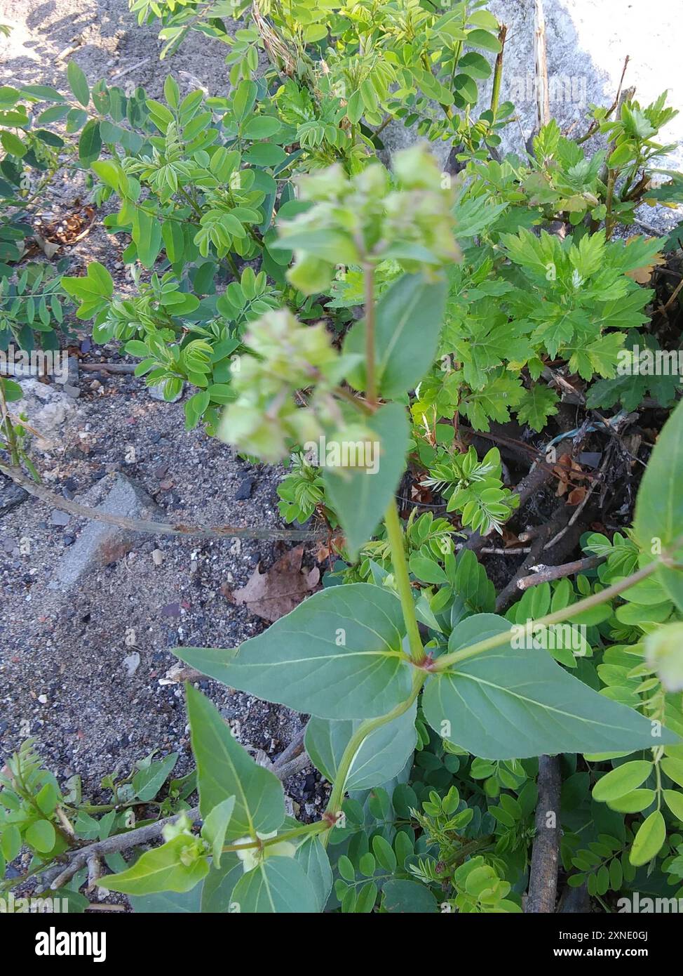 Wild Four o'Clock (Mirabilis nyctaginea) Plantae Stock Photo - Alamy