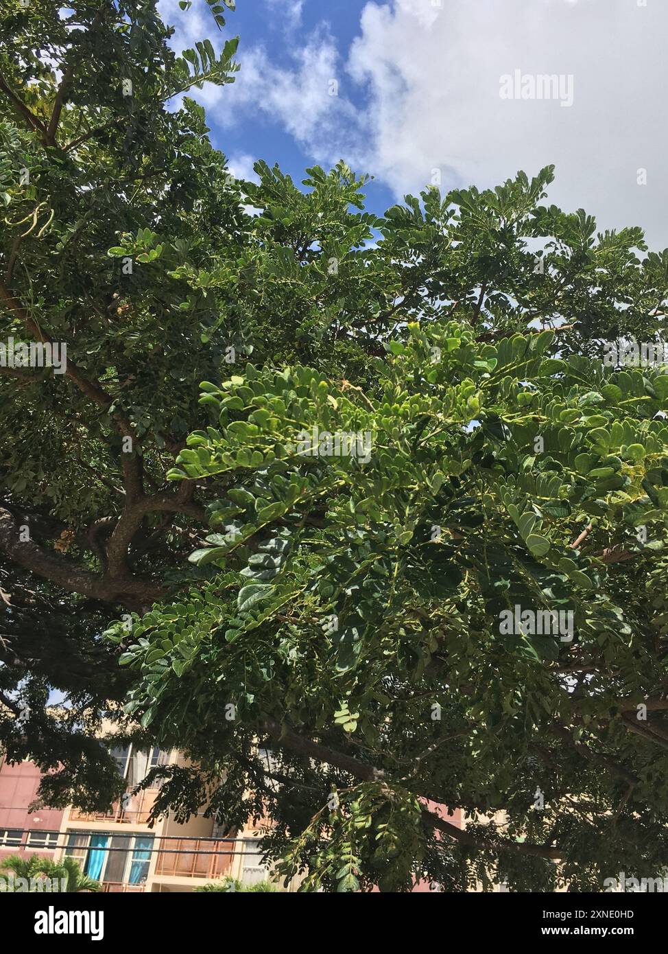 Monkey pod tree (Samanea saman) Plantae Stock Photo - Alamy