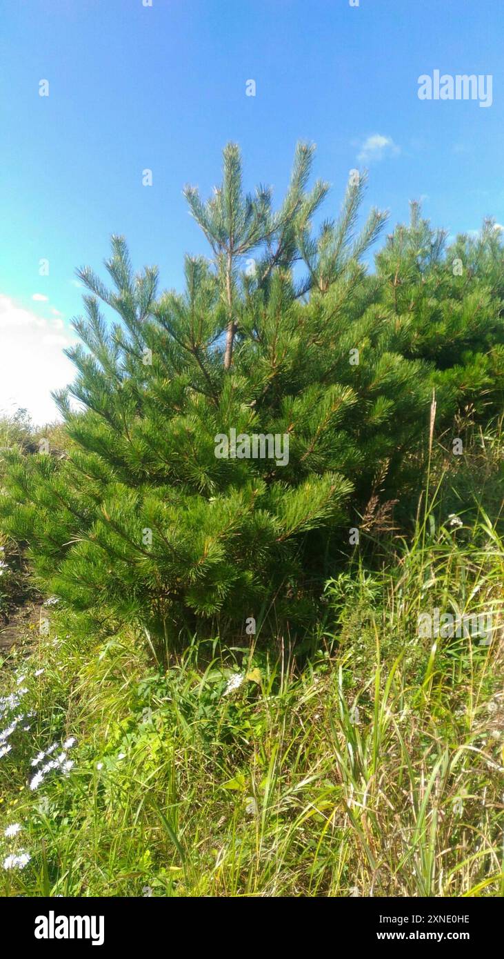 Japanese red pine (Pinus densiflora) Plantae Stock Photo - Alamy