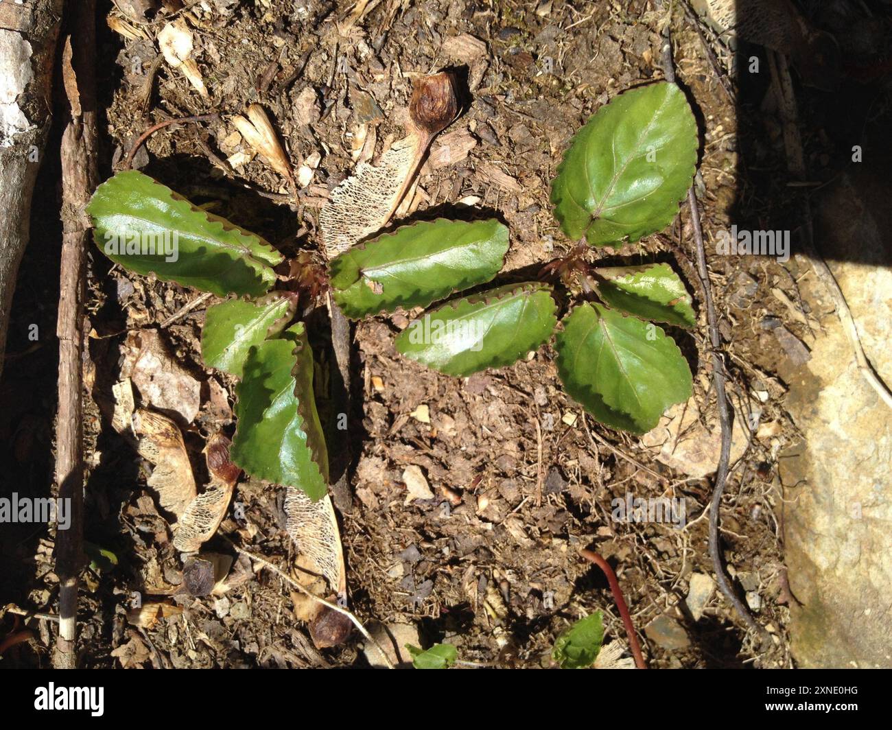 Round-leaved Violet (Viola rotundifolia) Plantae Stock Photo - Alamy