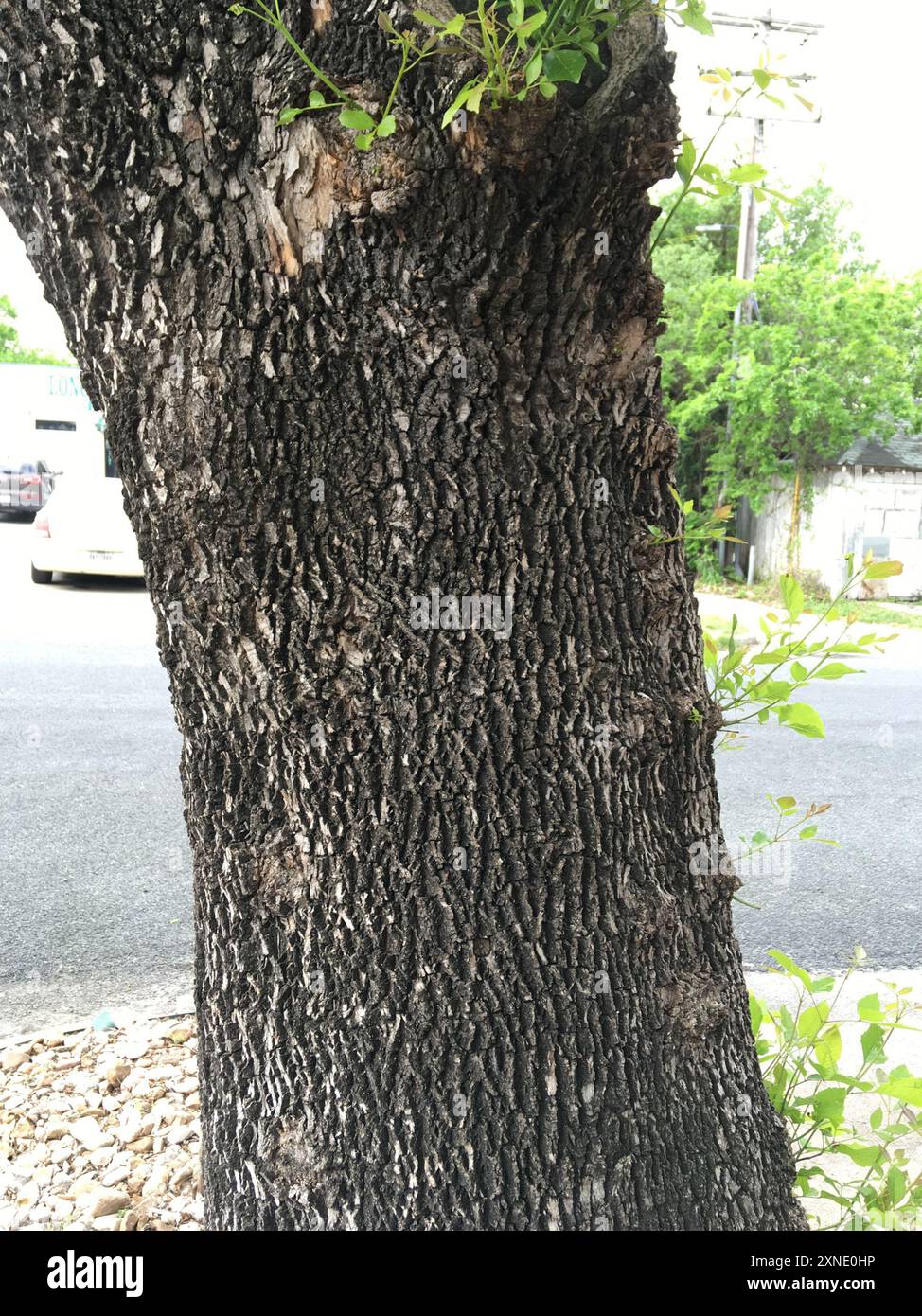 velvet ash (Fraxinus velutina) Plantae Stock Photo - Alamy