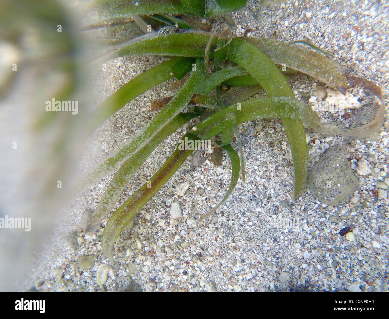 Turtle Grass (Thalassia testudinum) Plantae Stock Photo - Alamy