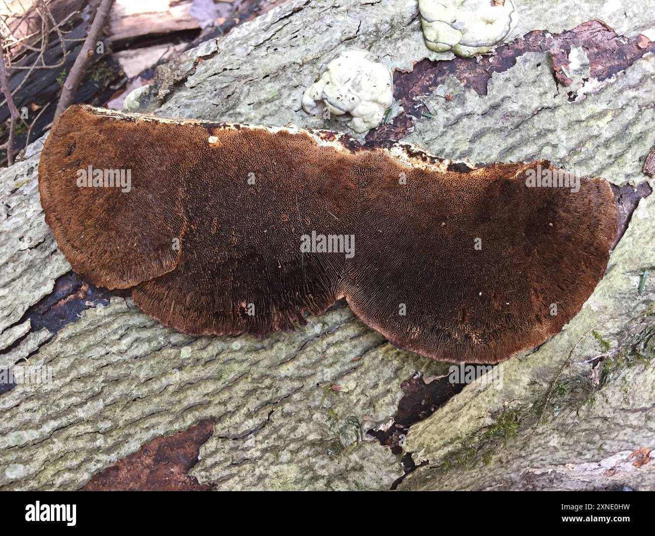 Thin-walled Maze Polypore (Daedaleopsis confragosa) Fungi Stock Photo - Alamy