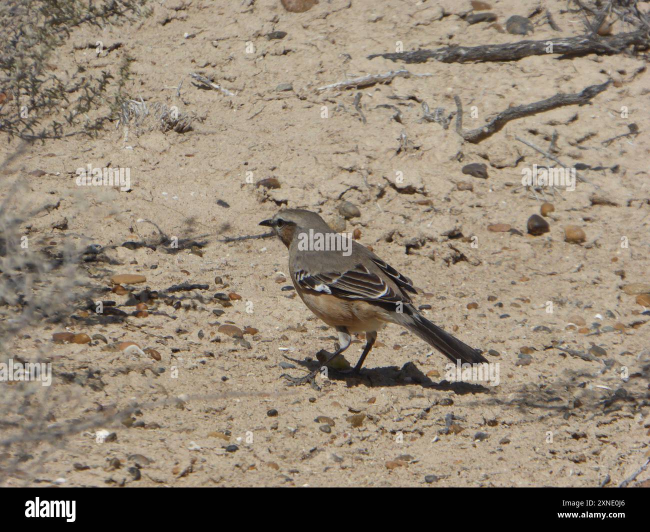 Patagonian Mockingbird (Mimus patagonicus) Aves Stock Photo - Alamy